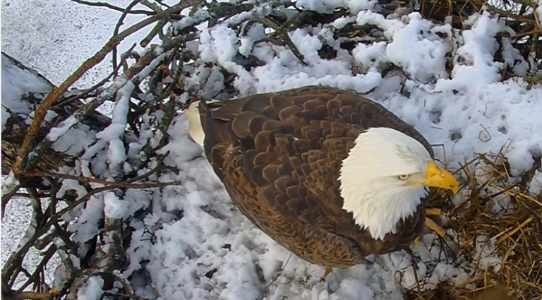 Live Eagle Camera – Sutton Center